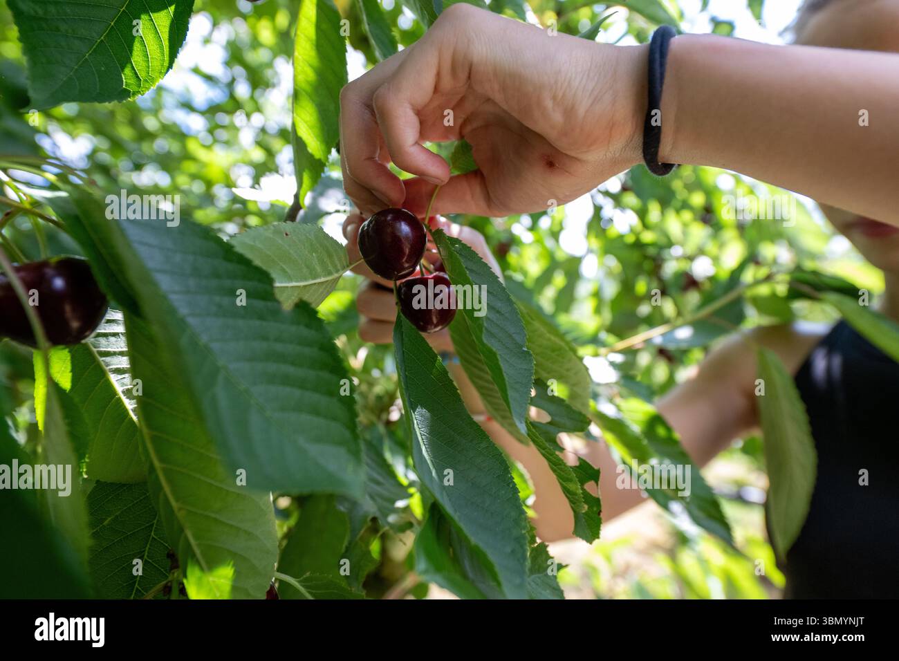 29 June 2025, Bavaria, Junkersdorf: A young woman plucks fresh cherries ...