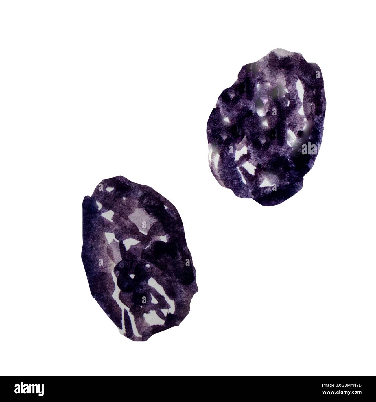 Prunes, dried plum, watercolor illustration, hand drawing Stock Photo ...