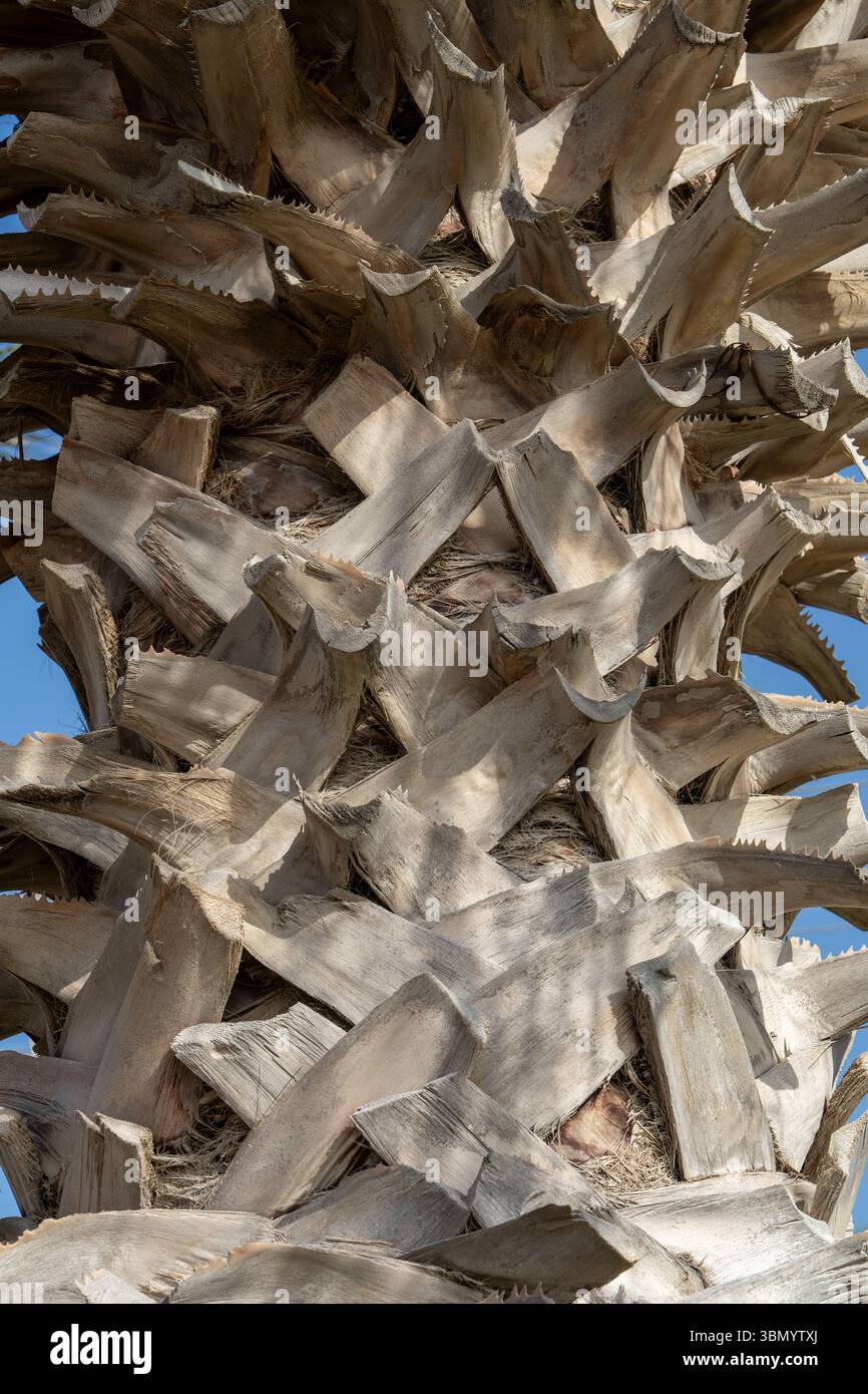 Closeup of palm tree trunk with cut dried fronds, showing textured bark ...
