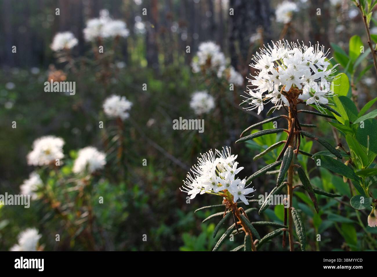 Labrador tea plant hi-res stock photography and images - Alamy