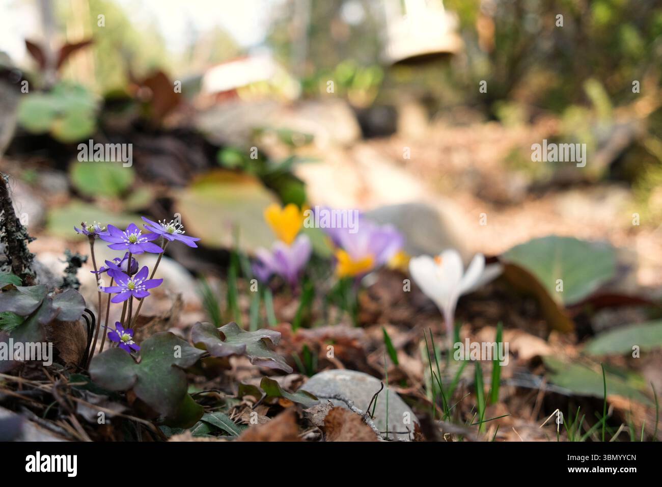 Early blooming ground cover flowers hi-res stock photography and images ...