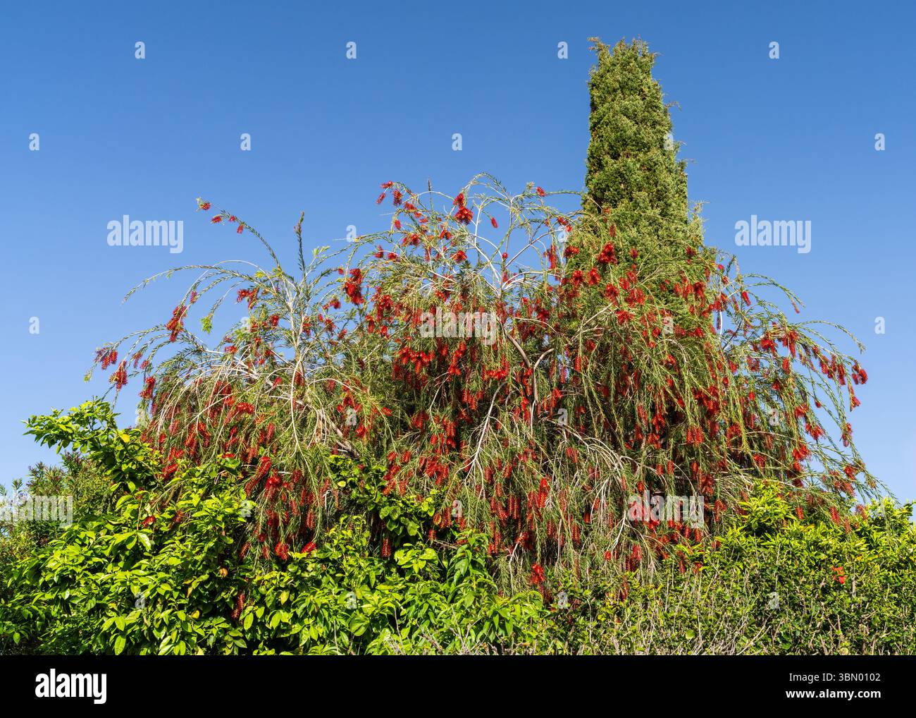 Callistemon plant in bloom with cylindrical brush like flowers and ...