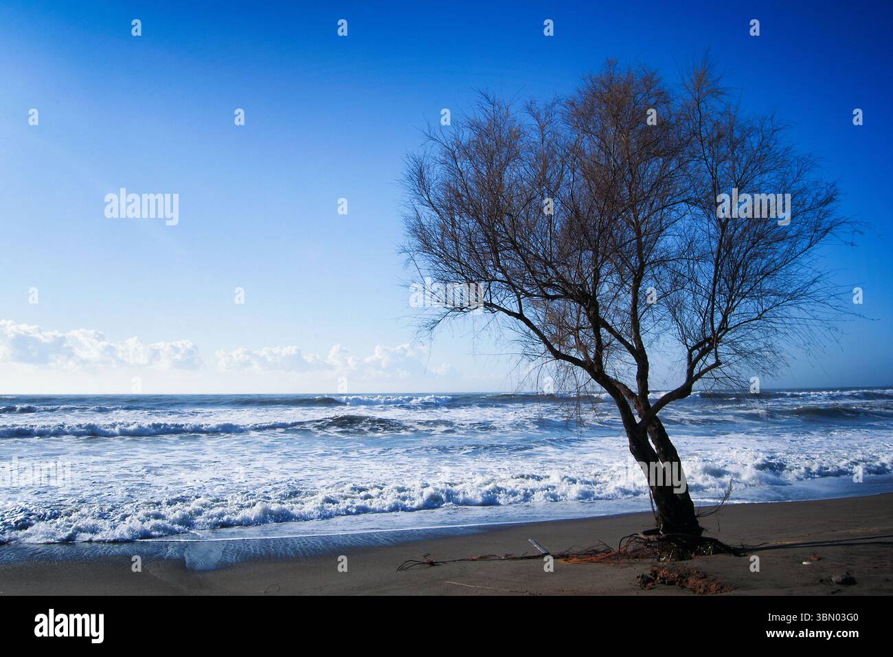 a tamarisk tree (Tamarix sp.) on the mediterranean sea Stock Photo - Alamy