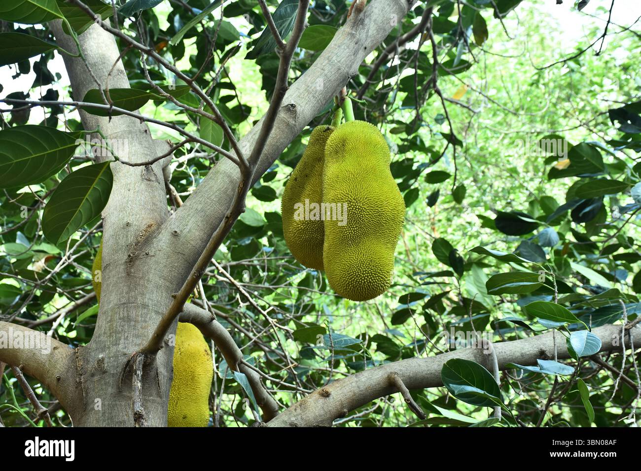 Jackfruit jack fruit tree hi-res stock photography and images - Alamy