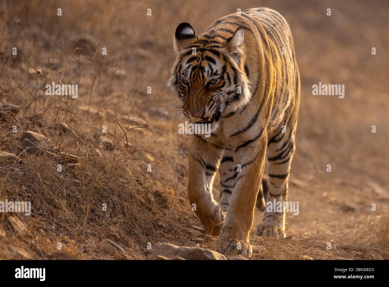Bengal tiger, in Ranthambore National Park Stock Photo - Alamy
