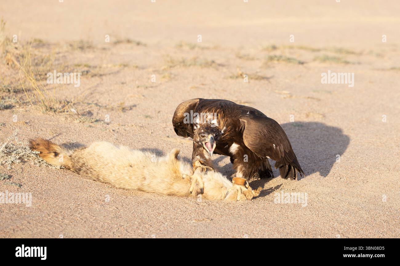 golden eagle hunt down the fox during the falconry Stock Photo - Alamy