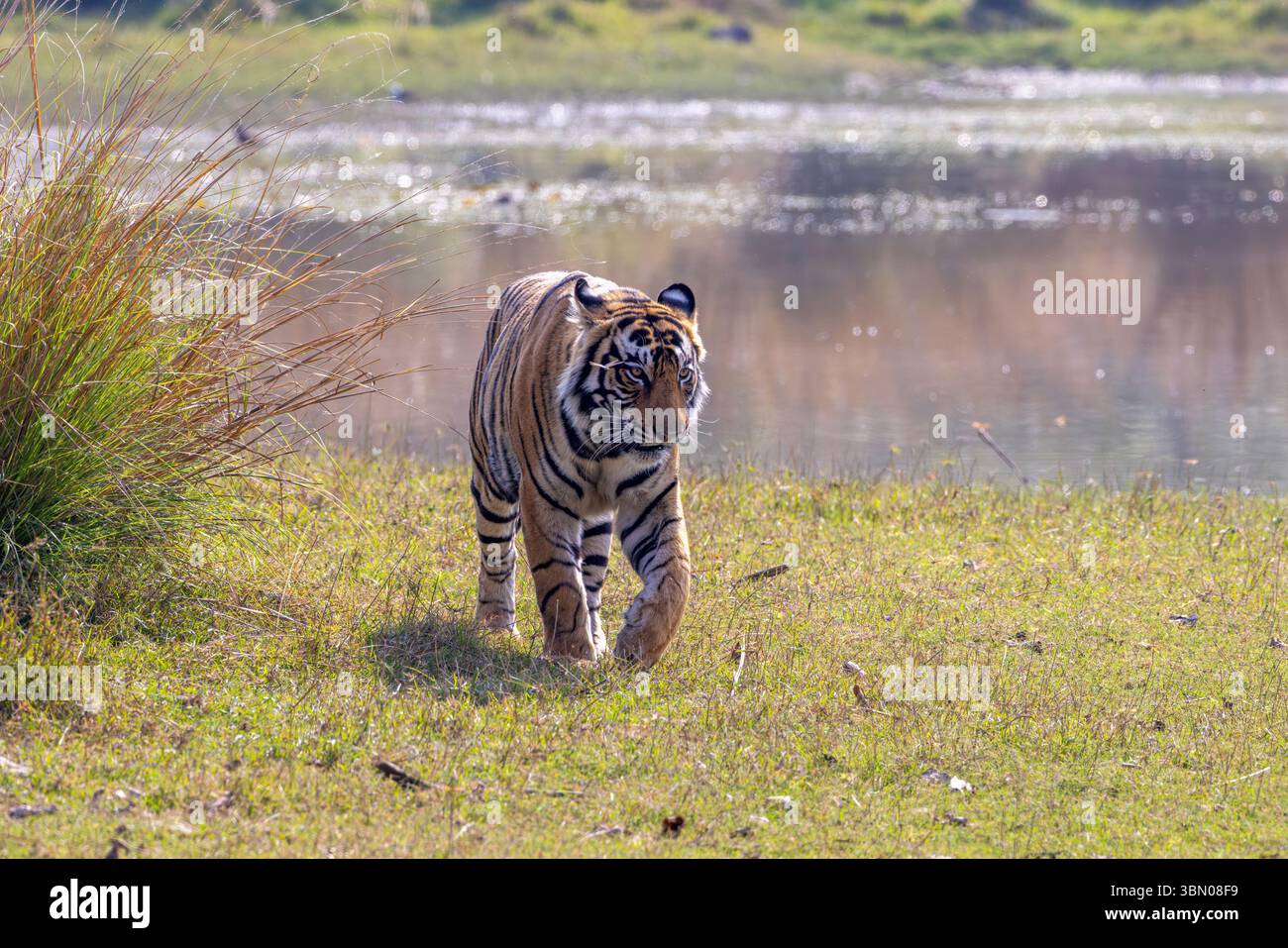 Bengal tiger photography hi-res stock photography and images - Alamy