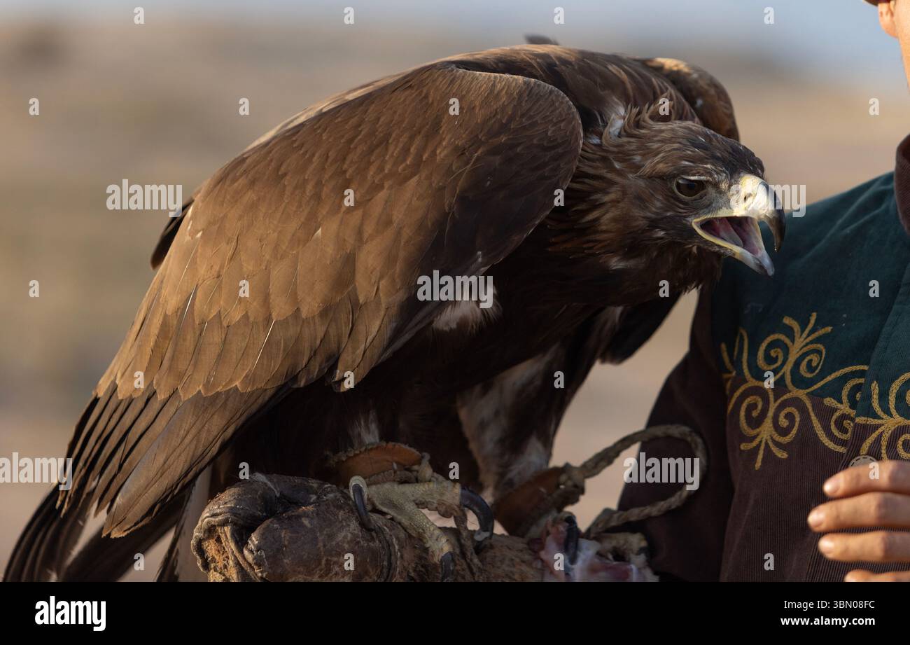 Kyrgyz hunter trained golden hi-res stock photography and images - Alamy