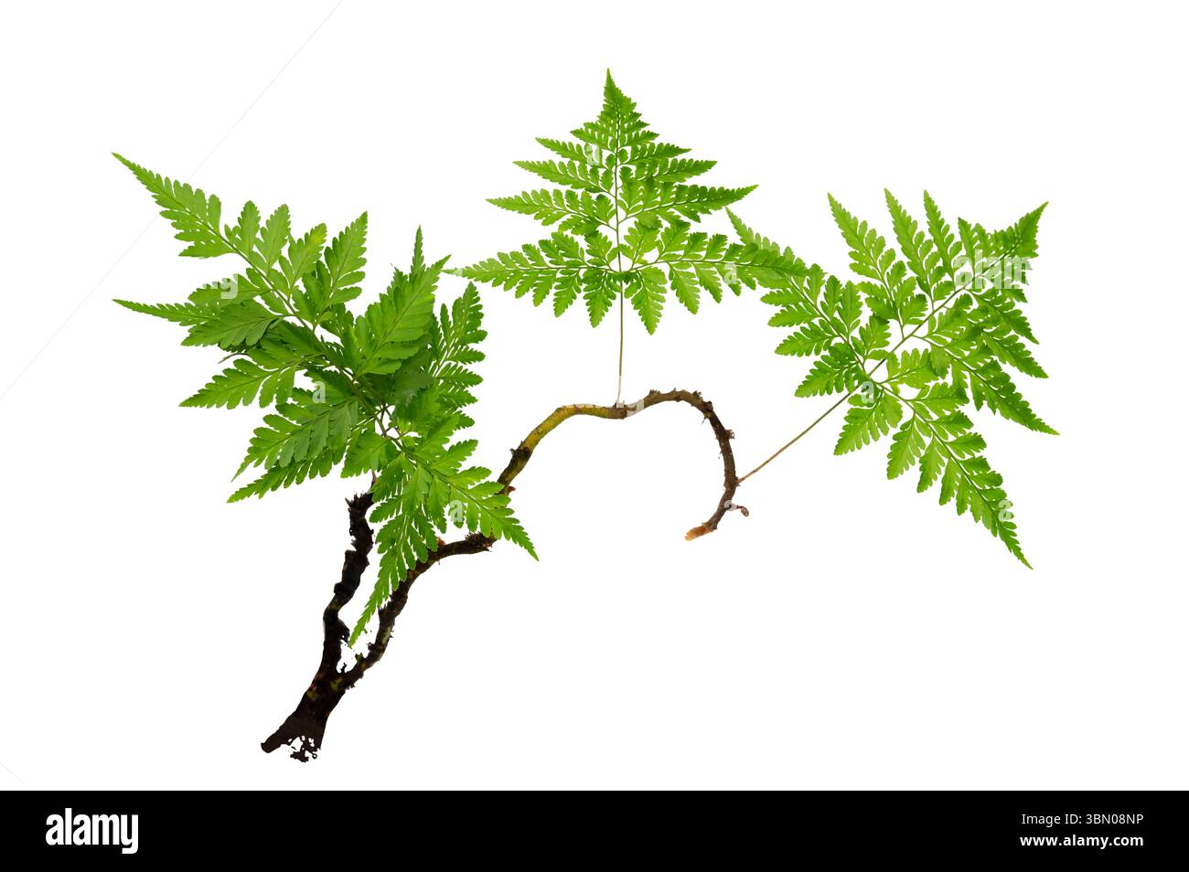Fern Isolate Beautiful composition with fern and other tropical leaves ...