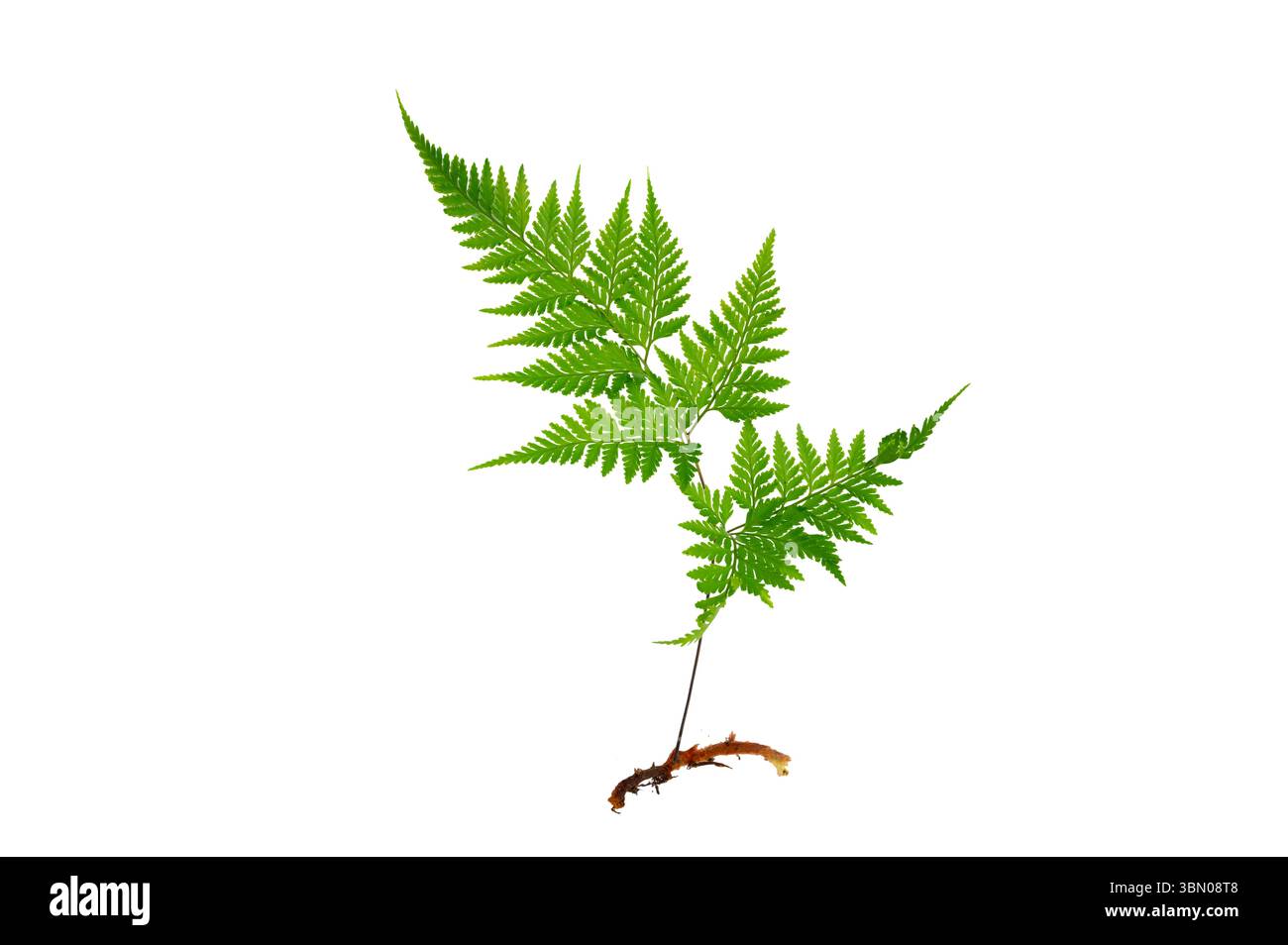 Fern Isolate Beautiful composition with fern and other tropical leaves ...