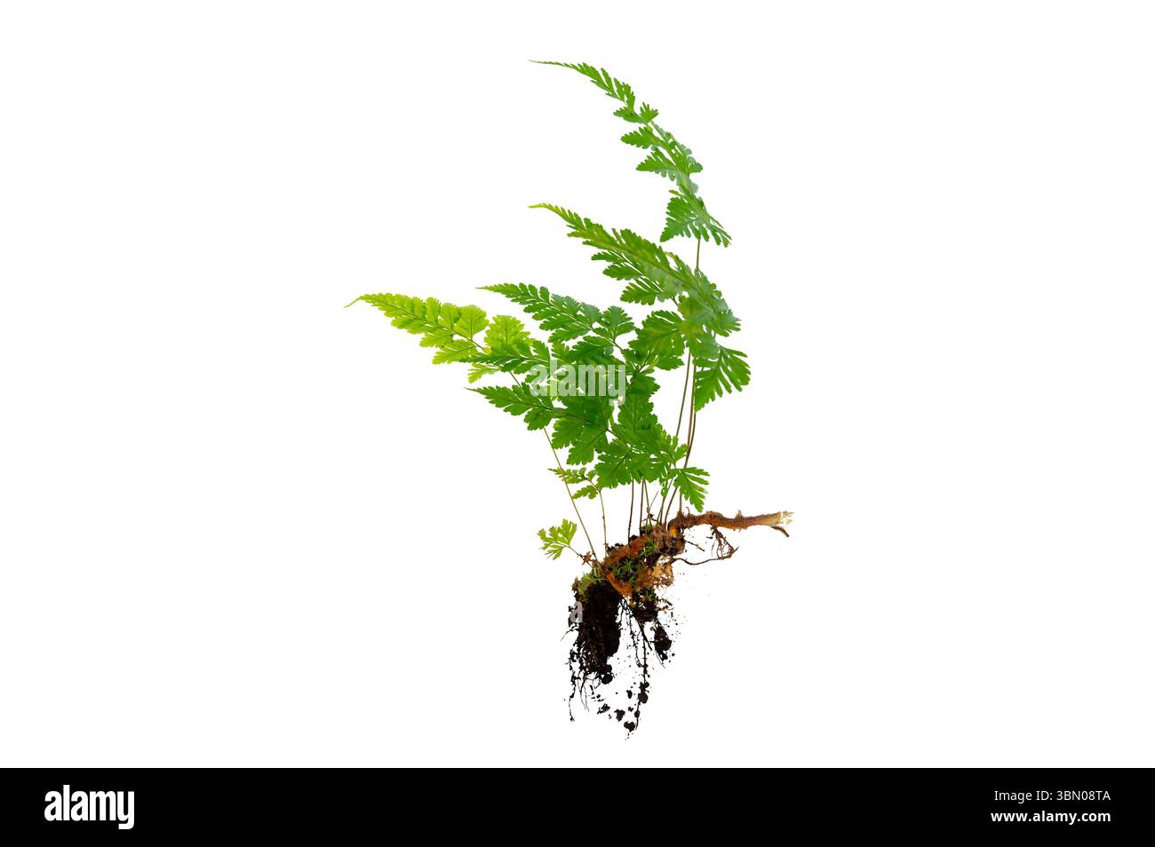 Fern Isolate Beautiful composition with fern and other tropical leaves ...