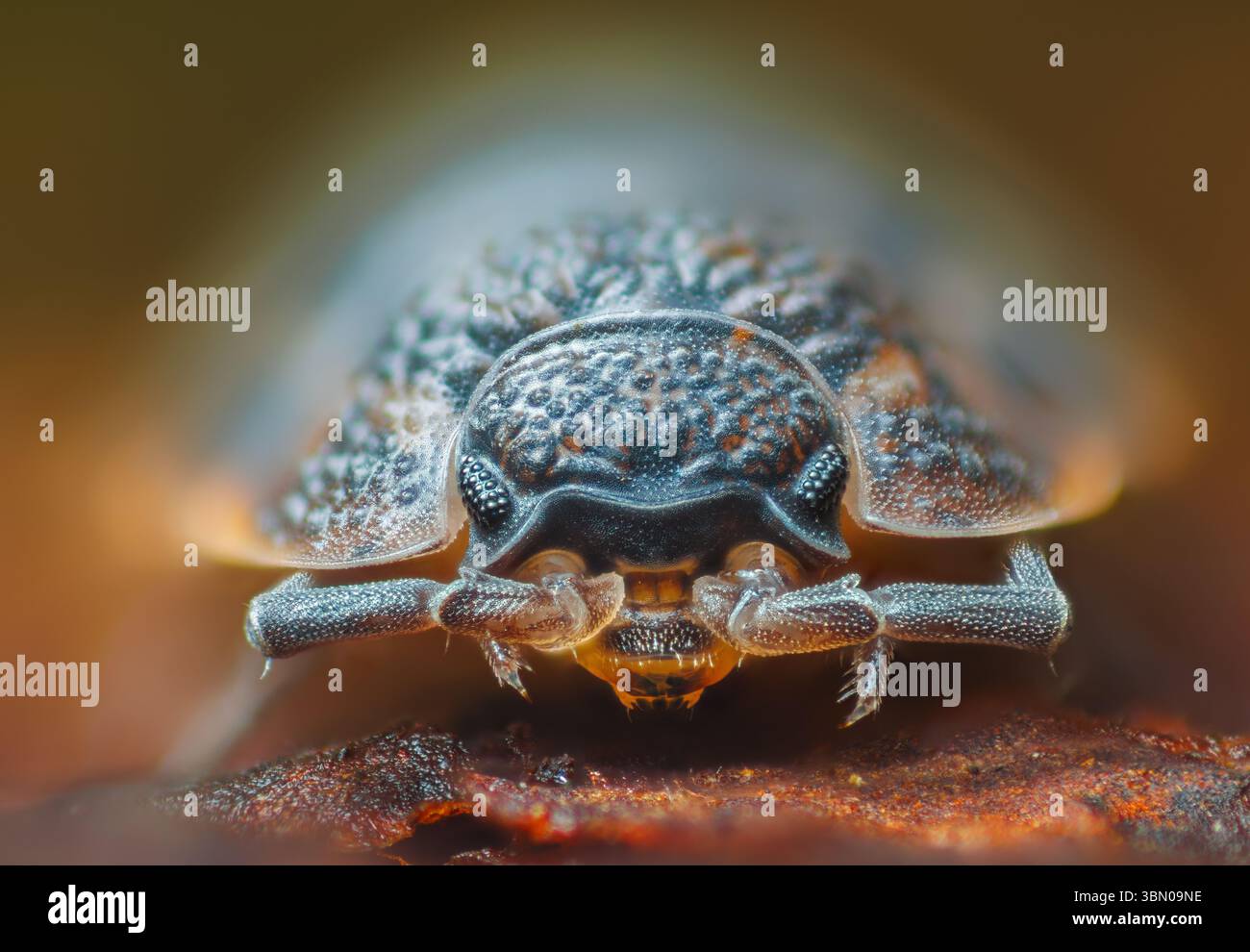 Isopoda order hi-res stock photography and images - Alamy