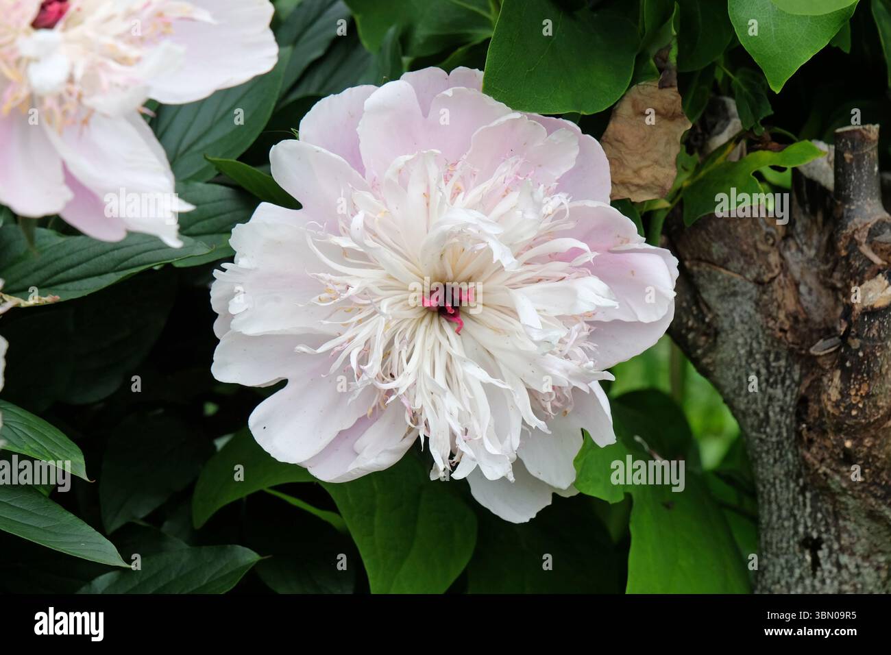 Pale pink double Japanese peony Paeonia lactiflora ‘Emperor of India ...