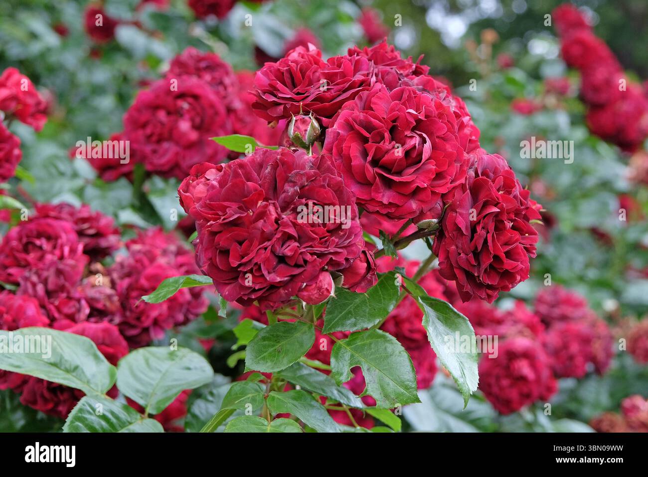 Red climbing rose hi-res stock photography and images - Alamy