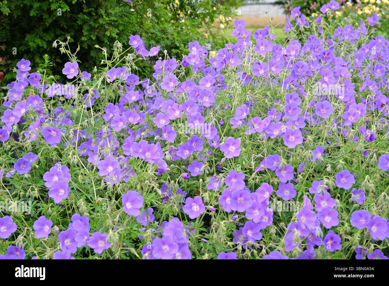 Purple hardy geranium cranesbill ‘Orion’ in flower Stock Photo - Alamy