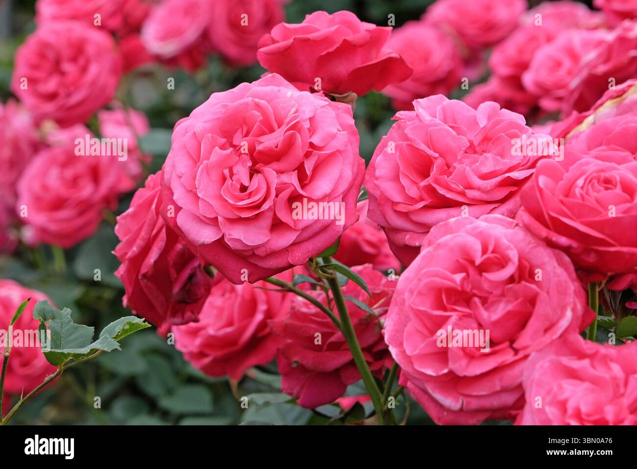Fuchsia pink bush rose, Rosa Charisma ‘Jelroganor’ in flower Stock ...