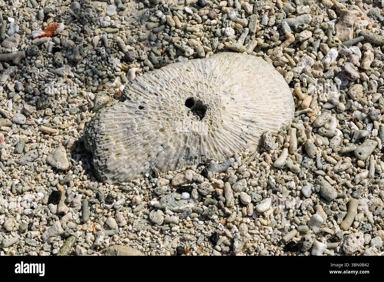 Dead or bleached coral on a beach at the Cinnamon Dhonveli holiday ...