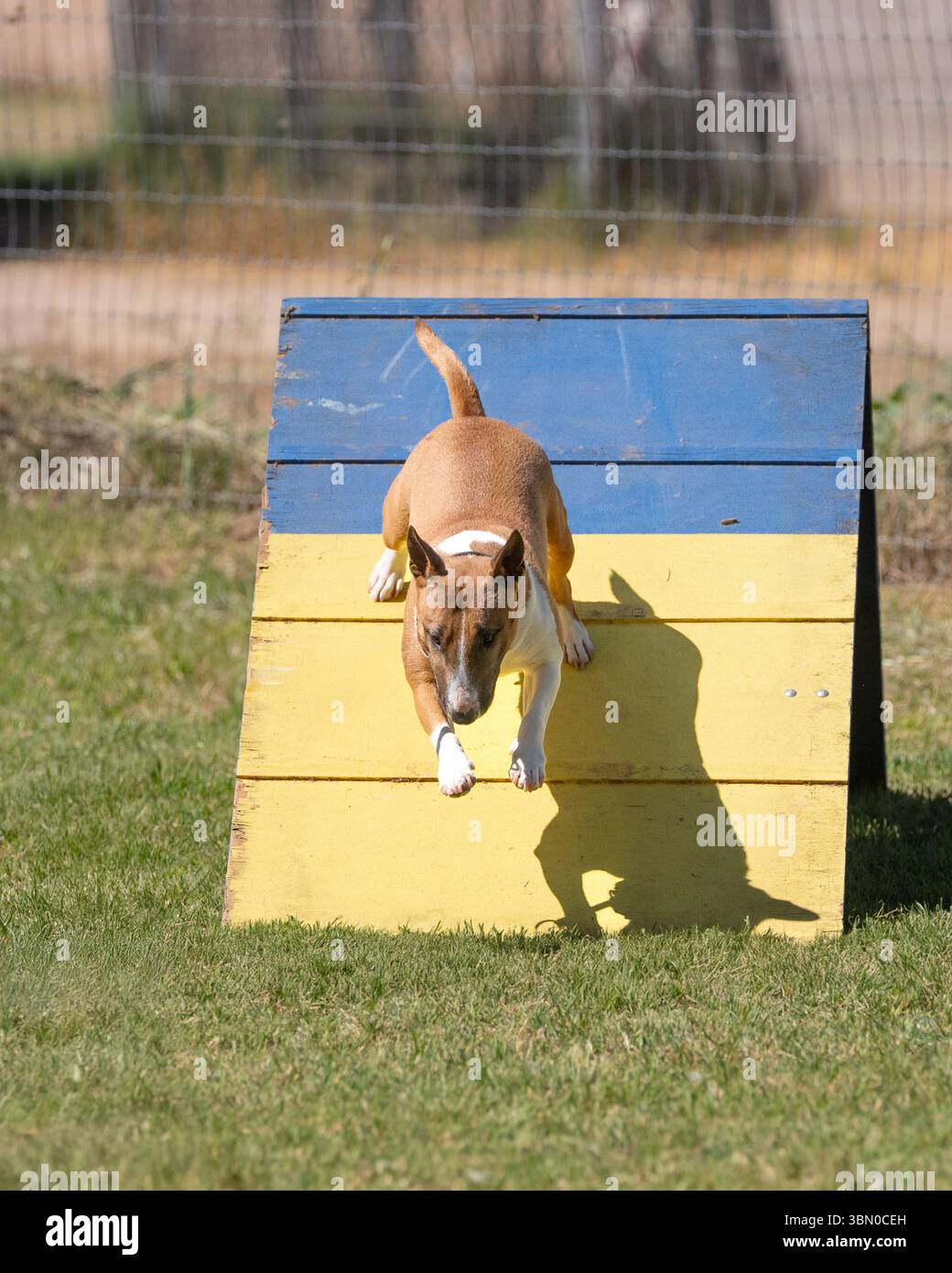 Fun bully games event with a mini bull terrier playing on an a-frame ...