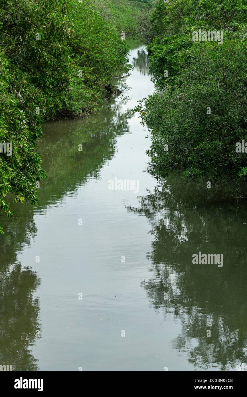 Heavy polluted Jungle river and mangrove trees, Panama City - stock ...