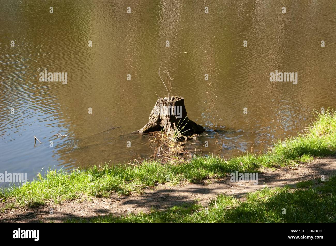 Tree stump visible roots hi-res stock photography and images - Alamy