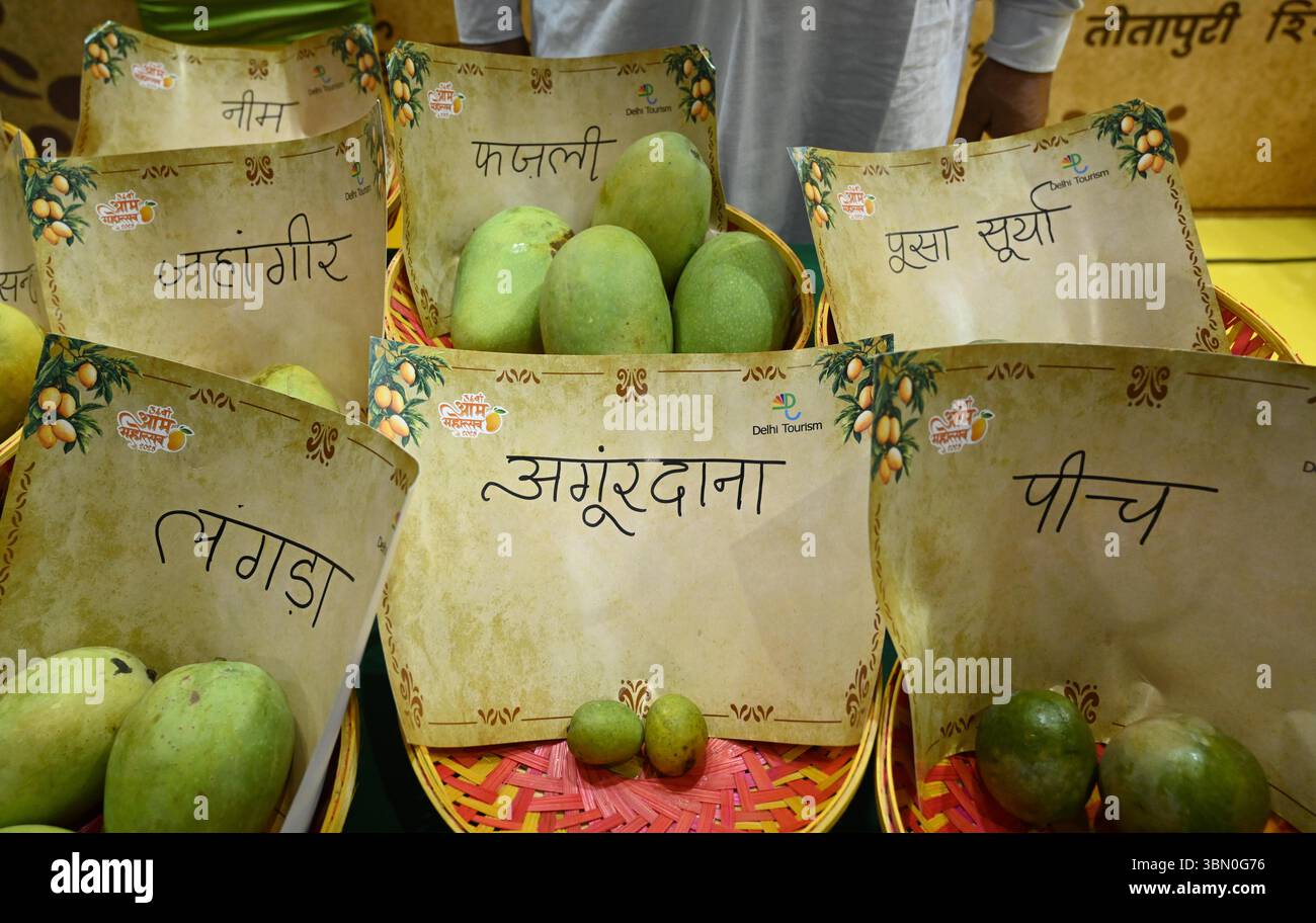 NEW DELHI, INDIA - JUNE 29: A view of varieties of Mangoes Angoordana ...