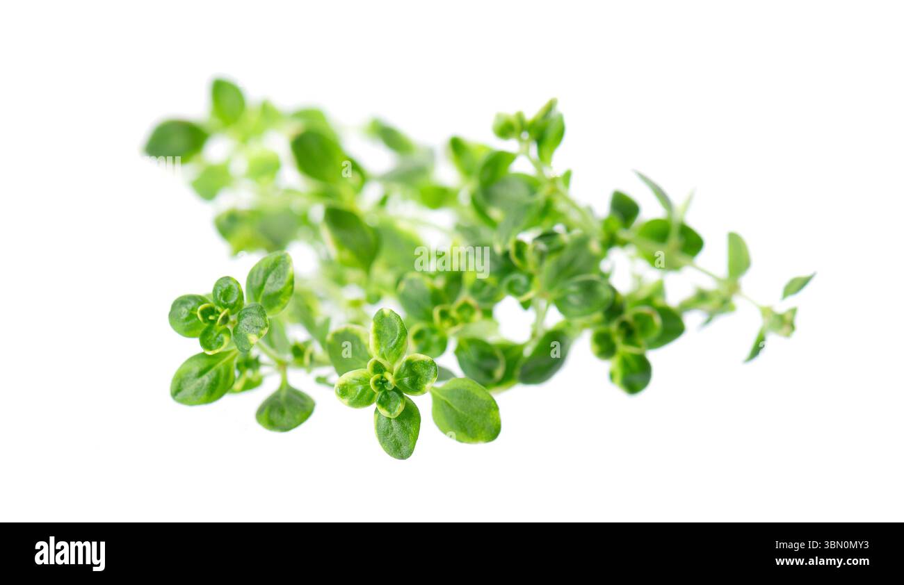 Fresh thyme sprig isolated on white background. Lemon thyme or Thymus ...