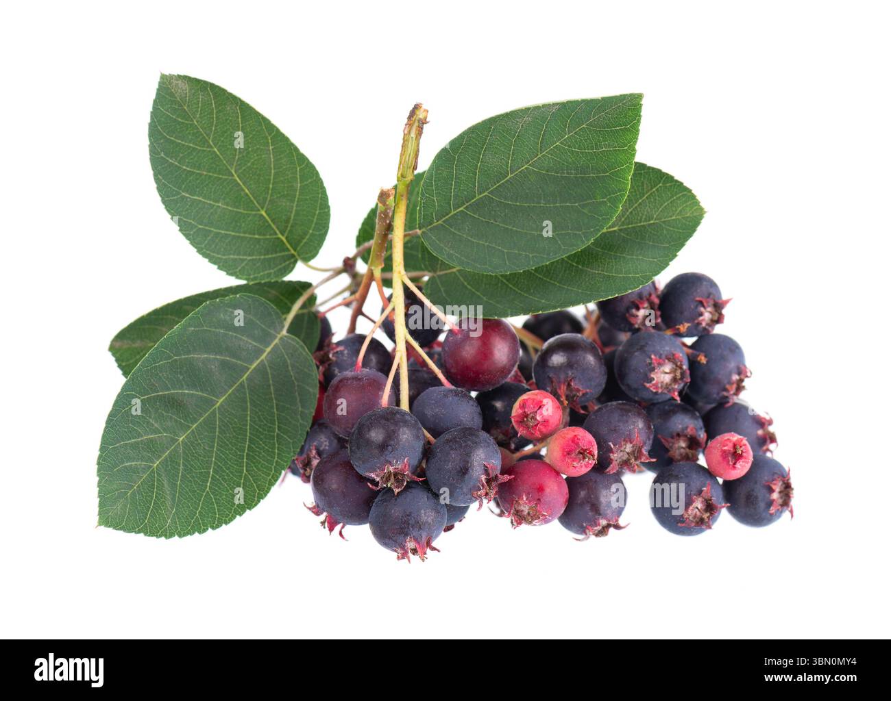 Serviceberry with green leaves isolated on white background. Saskatoon ...