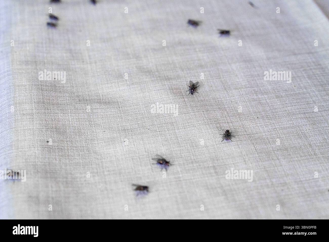 Bavaria, Germany - June 29, 2025: Numerous flies on a tablecloth ...