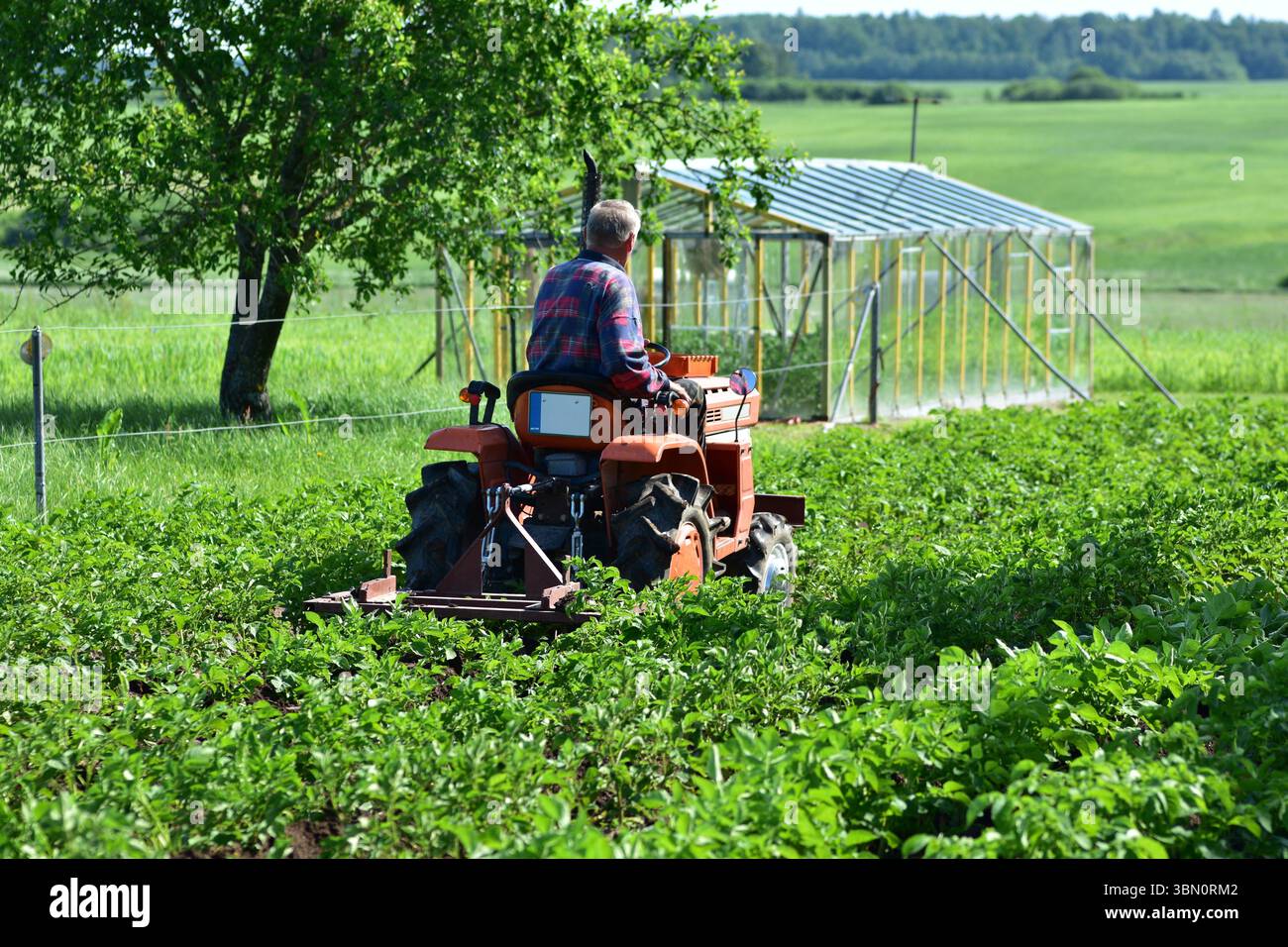 Senior farmer on compact orange tractor cultivating crops in lush green ...