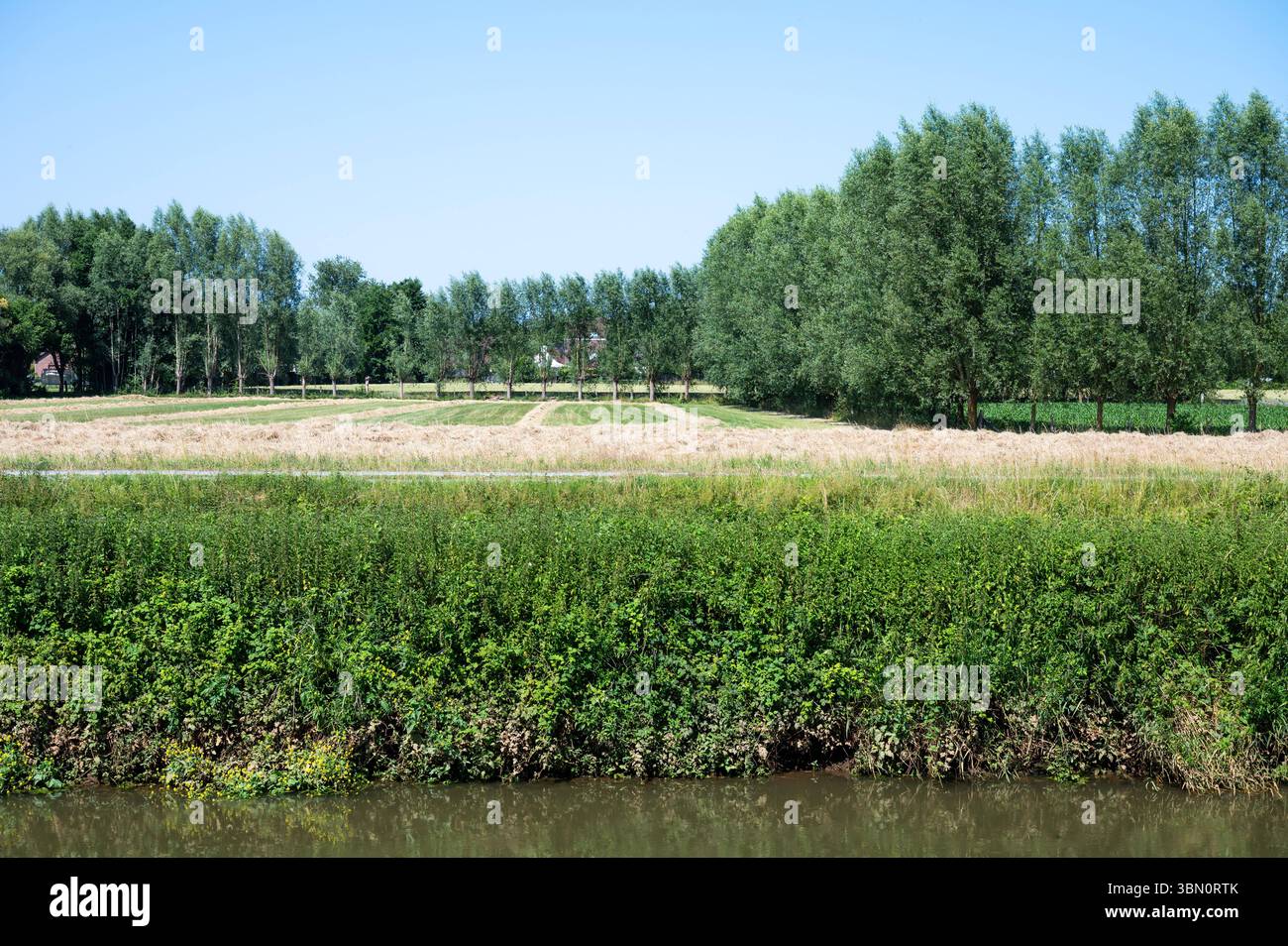 The River Dyle and green surrounding swamp in Rijmenam, Bonheiden ...