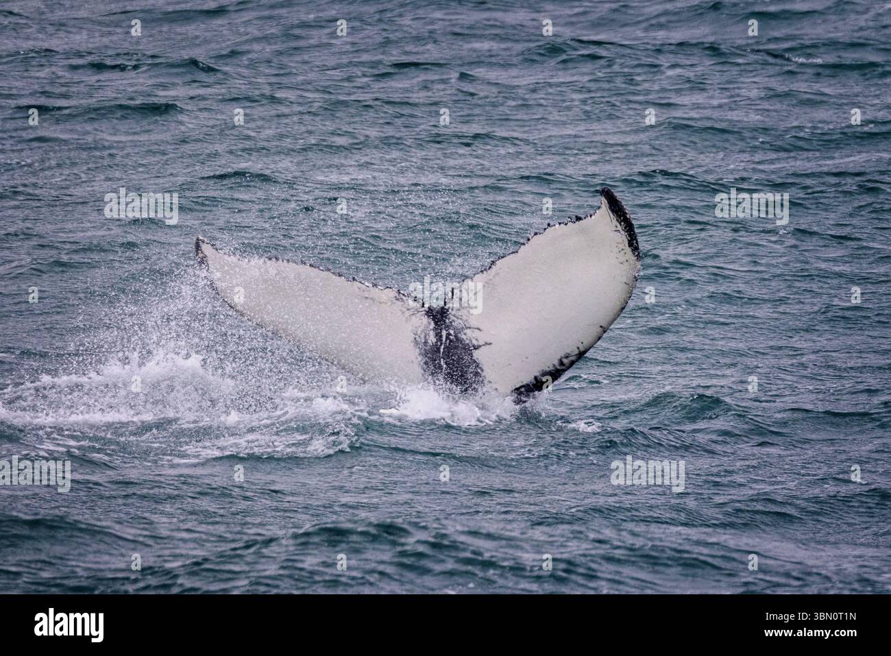 Close up of the underside of the tail flukes of a Humpback whale as it ...