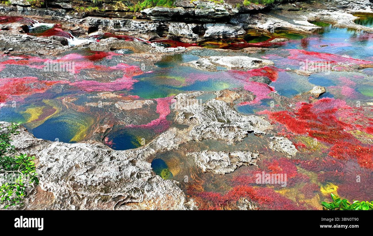 The unique multicolored river Caño Cristales in the Serrania de la ...