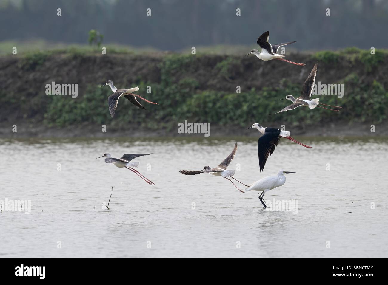 The Black-winged stilt(Himantopus himantopus) is a striking and elegant ...