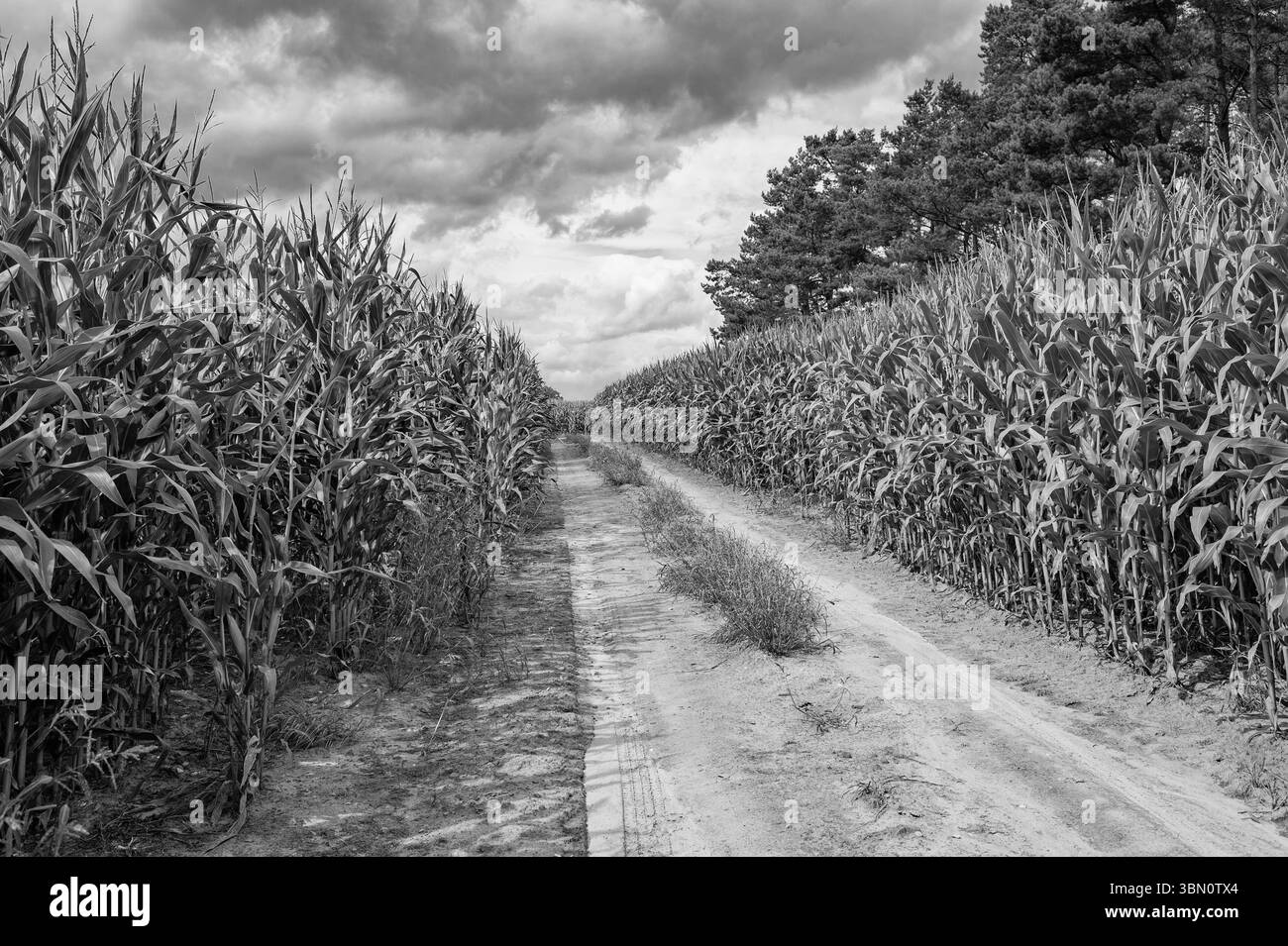 Green maize crop at agricultural farm field. Harvesting and agriculture ...
