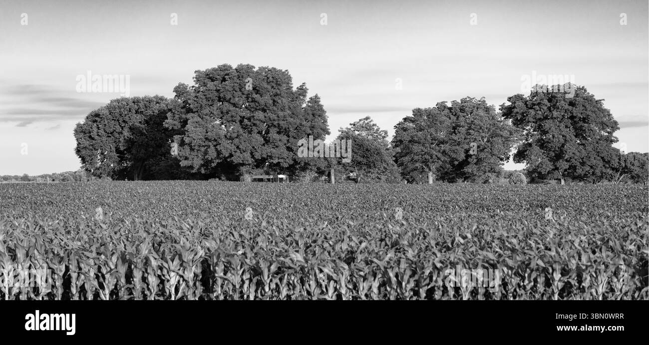Maize autumn during harvesting Black and White Stock Photos & Images ...