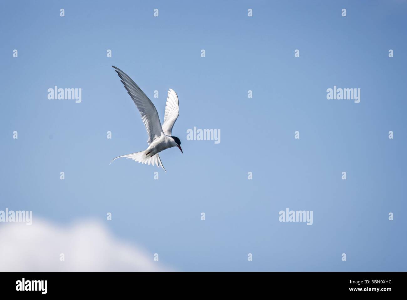 Close up of an Arctic tern hovering with forked tail spread in ...