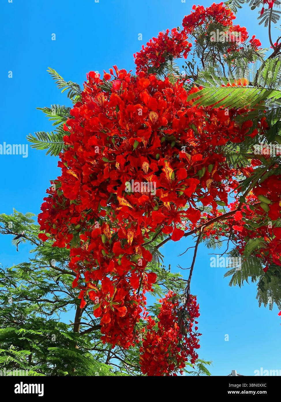 The Fiery Beauty of Delonix Regia in Full Bloom Stock Photo - Alamy
