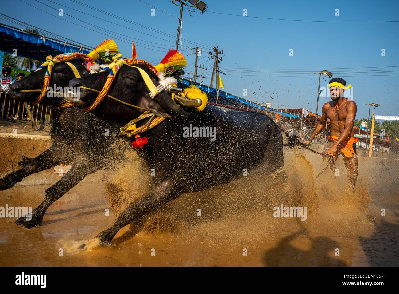 Kambala Bull race in Mangalore, Karnataka, India Stock Photo - Alamy