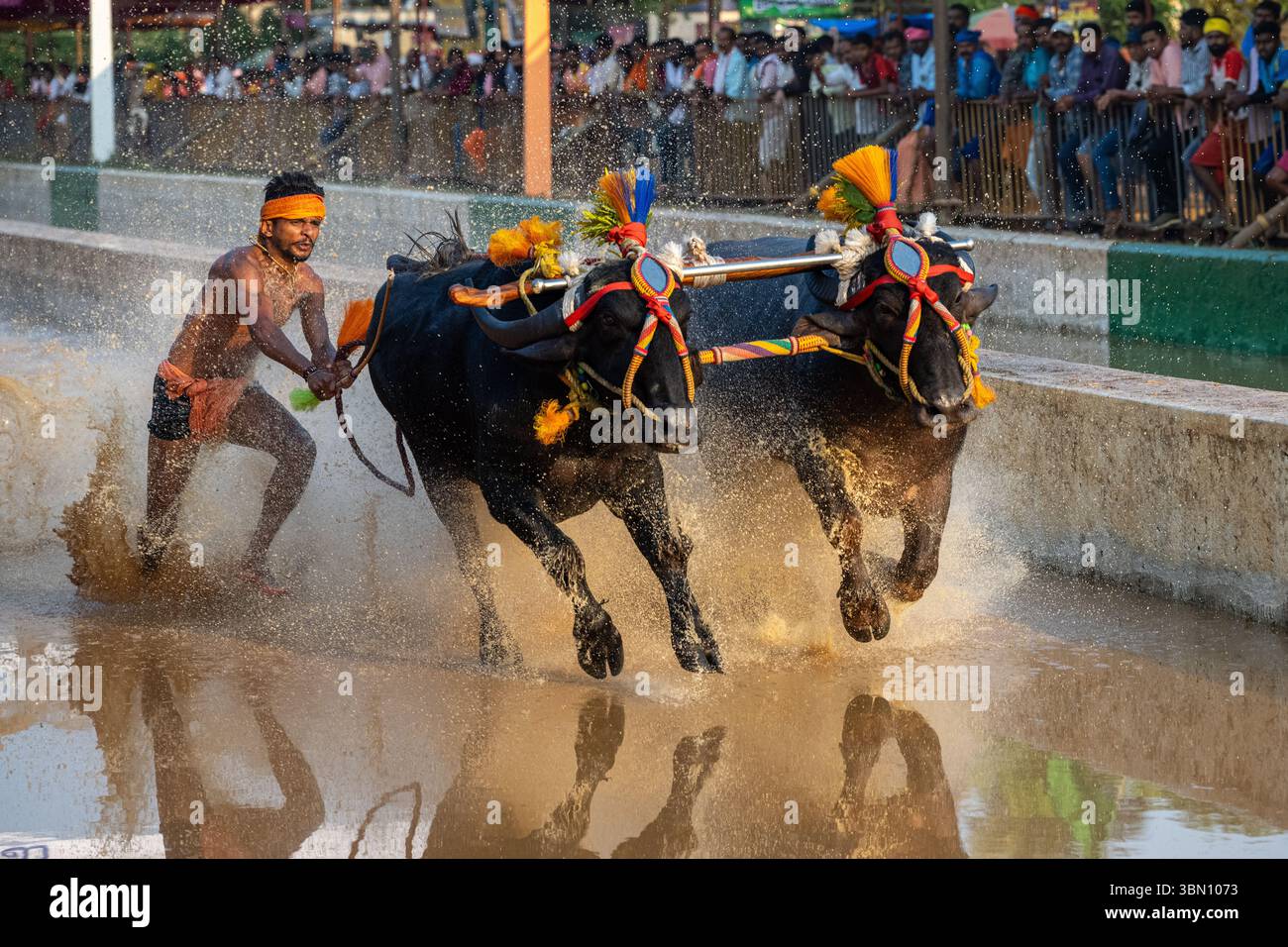 Kambala mangalore hi-res stock photography and images - Alamy