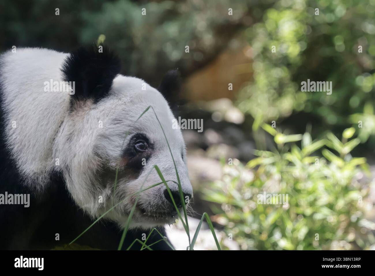 Mexico, Cdmx, Mexico. 29th June, 2025. Xin Xin, the giant panda, is ...