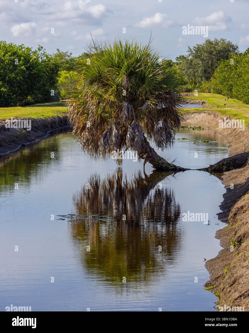 Palm Tree reflecting in the canal water Stock Photo - Alamy