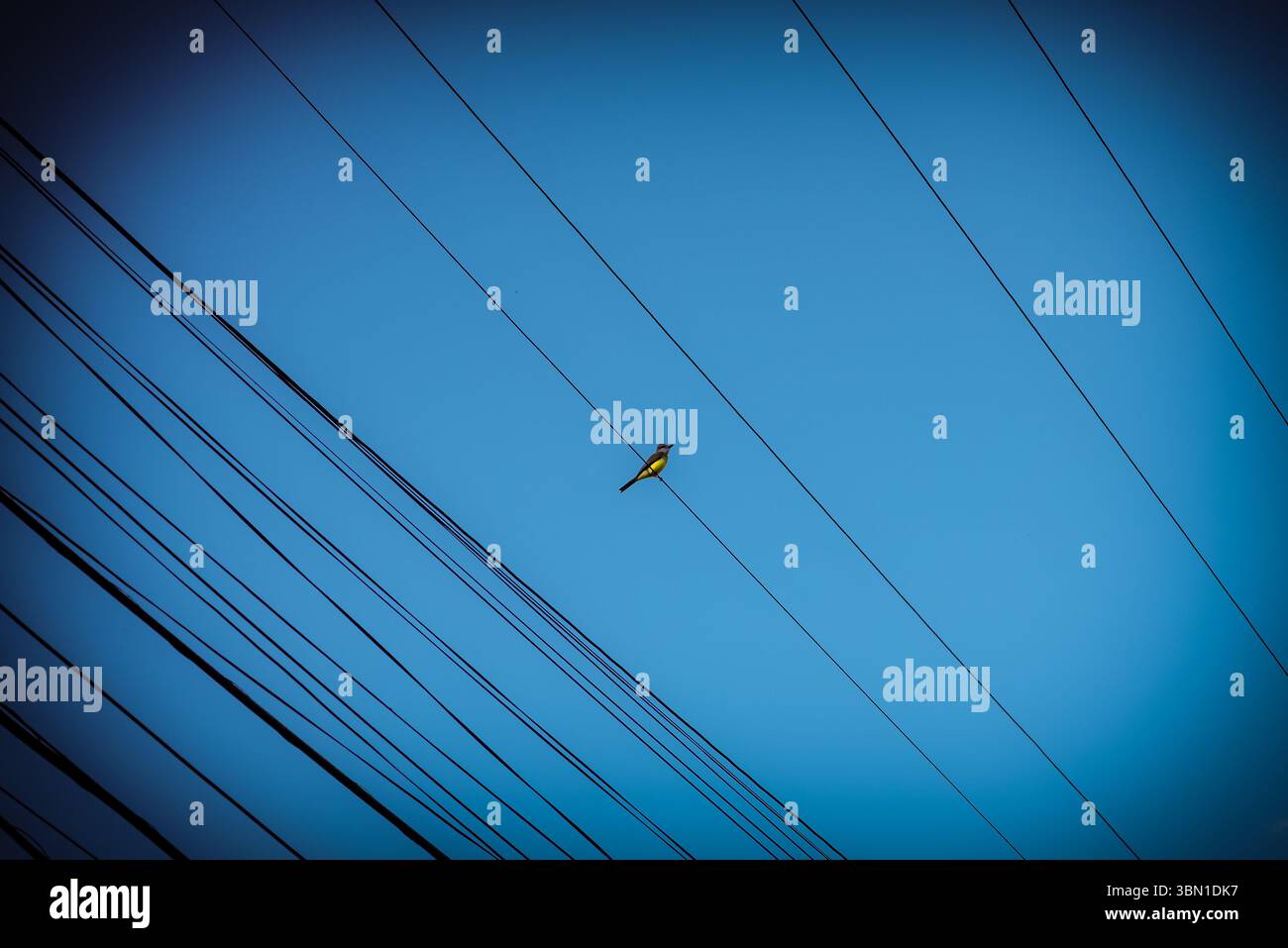 Powerline utility hi-res stock photography and images - Alamy