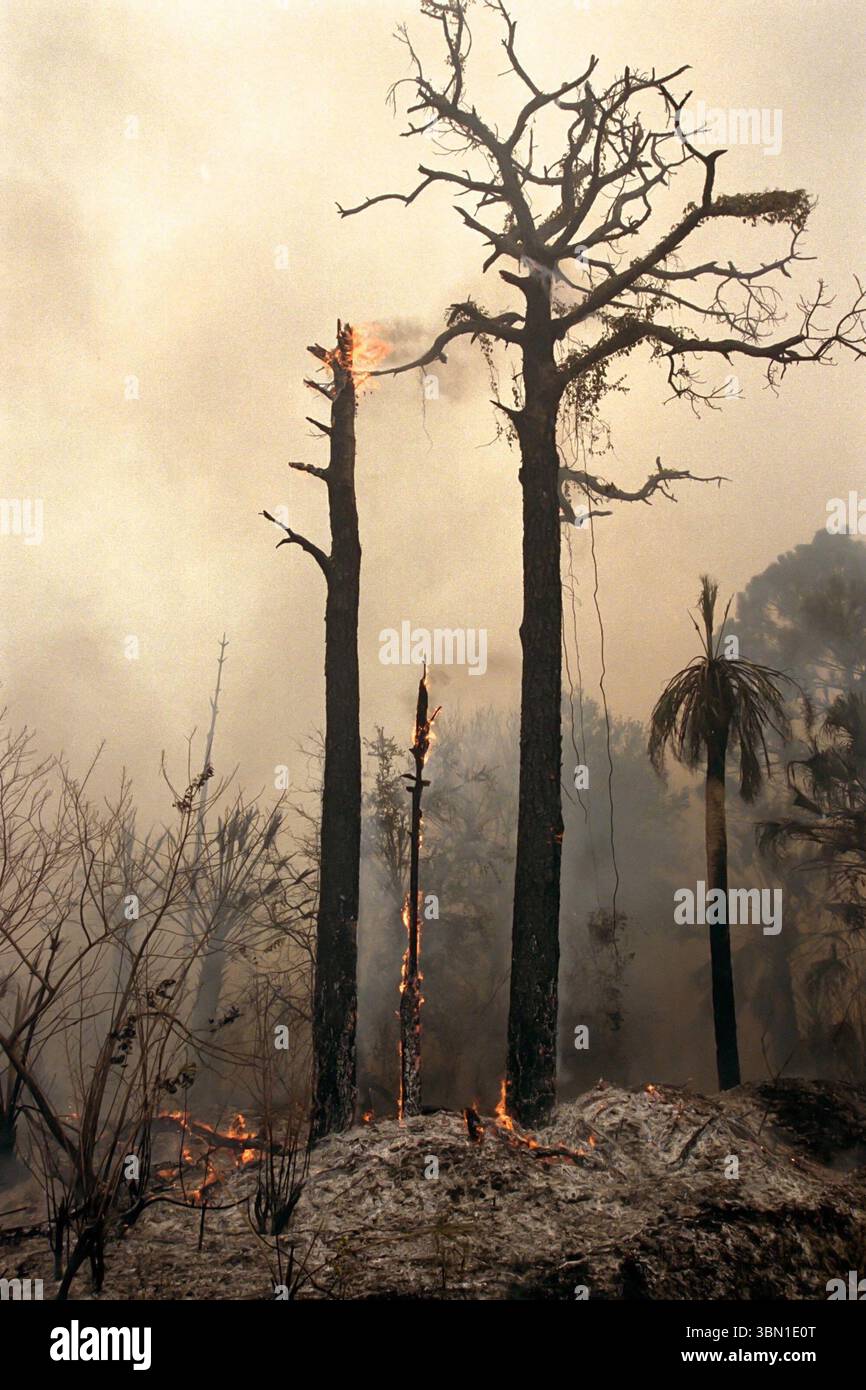 Trees burn in a Florida forest during a wildfire, with smoke and flames ...