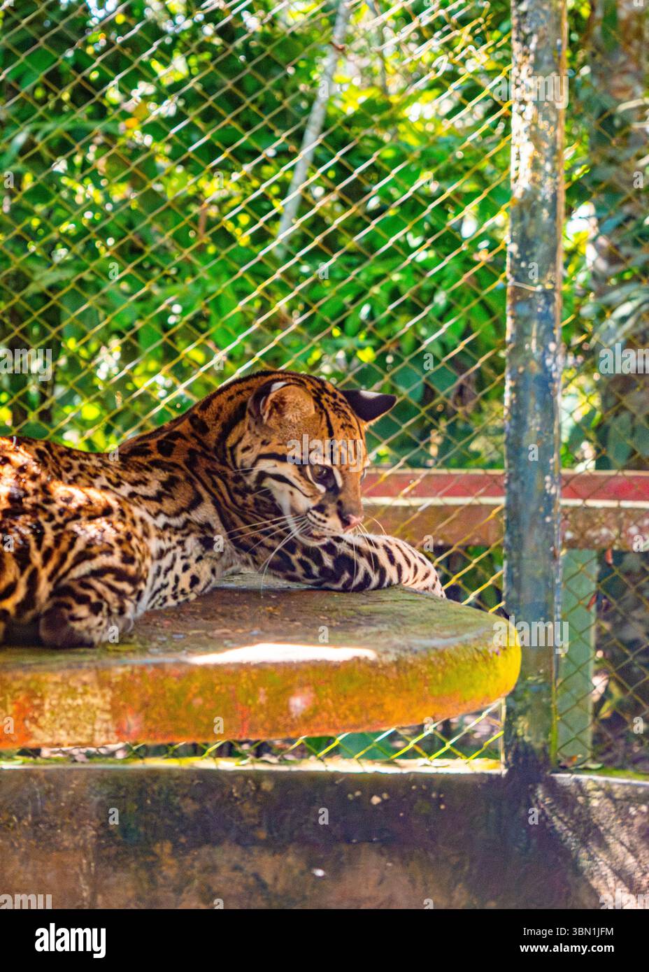 A resting ocelot lounges on a stone platform in the lush Amazon ...