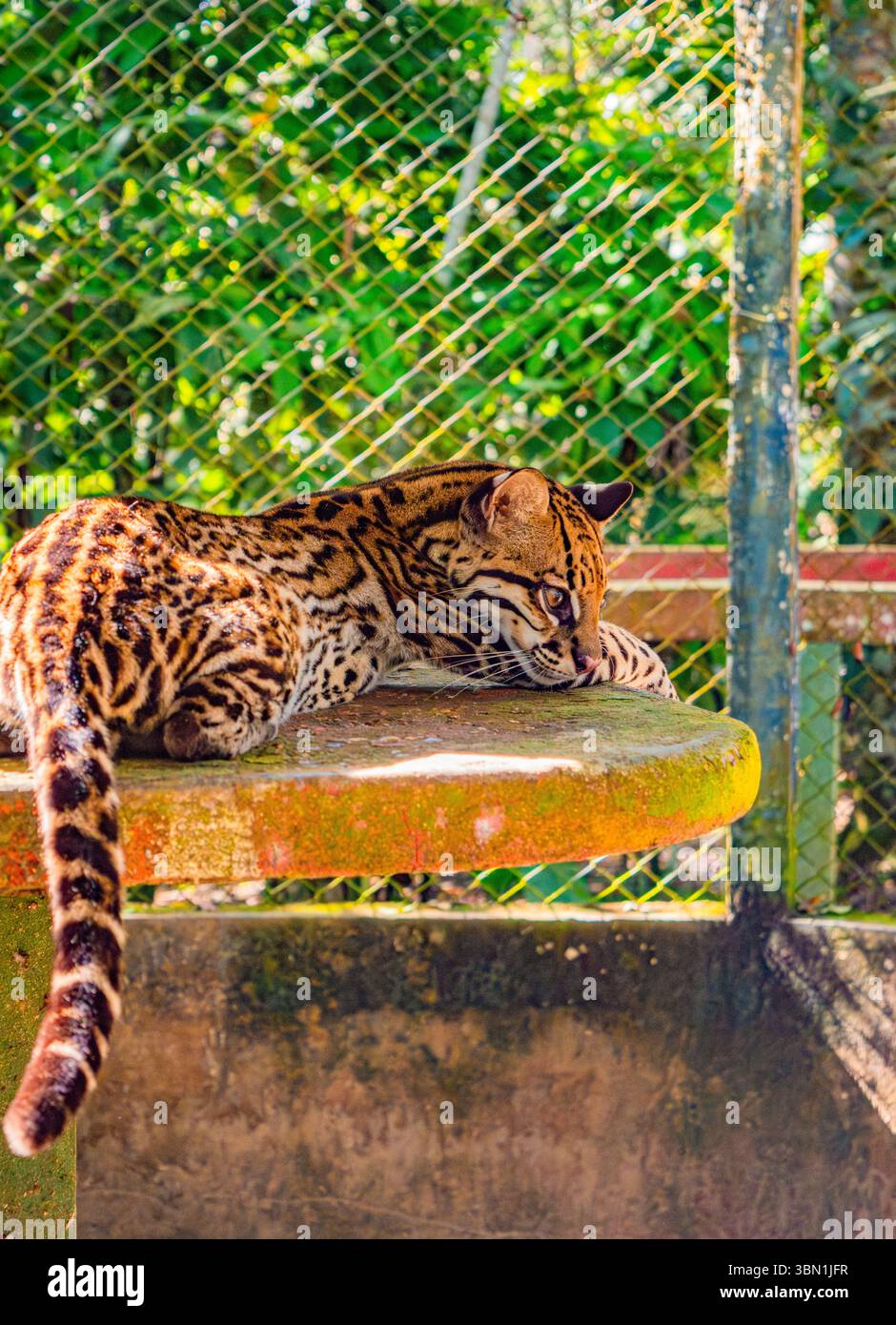 An ocelot rests on a stone surface surrounded by lush greenery in the Amazon rainforest of ...