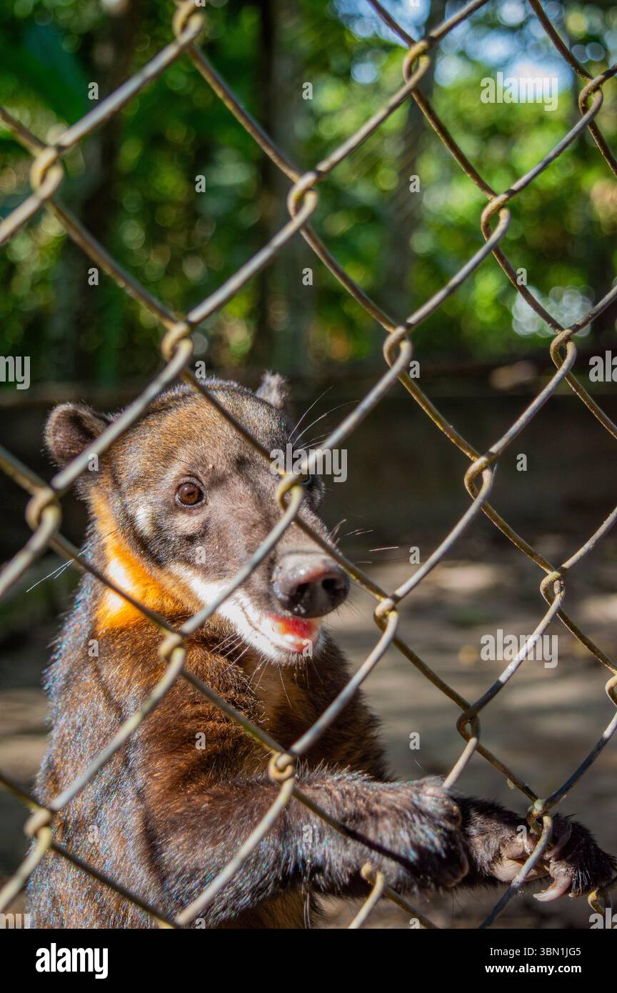 A curious coati is seen up close behind a wire fence in the lush Amazon ...