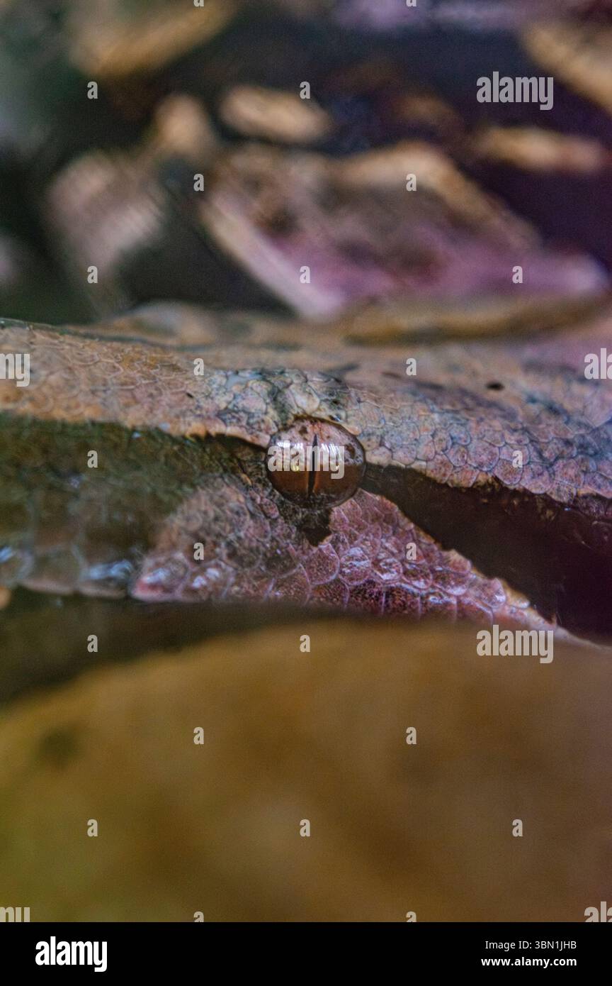 A detailed close-up of a fascinating creature in the Amazon rainforest ...