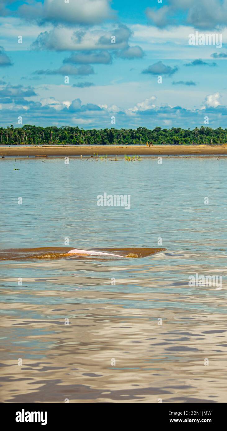 A serene scene featuring a pink dolphin swimming gracefully in the ...