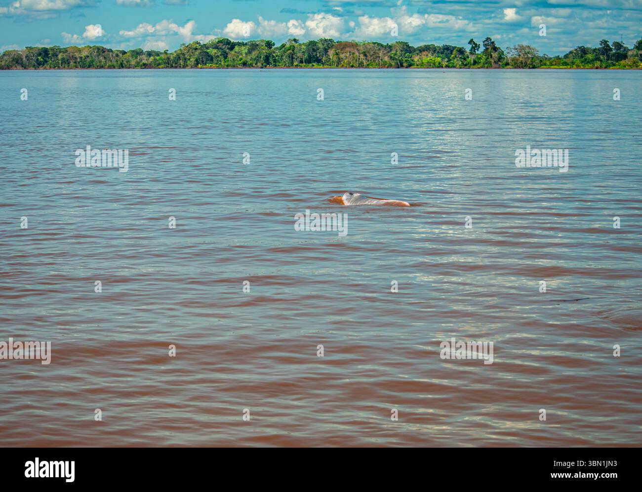 A pink dolphin swims gracefully in the Amazon River, surrounded by lush ...