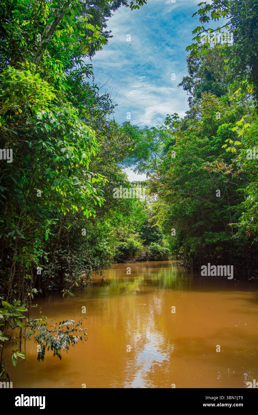 Scenic view of the Amazon River surrounded by lush tropical jungle ...
